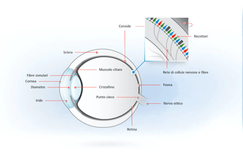 Discromatopsia rosso-verde, daltonismo rosso-verde e acromatopsia ...